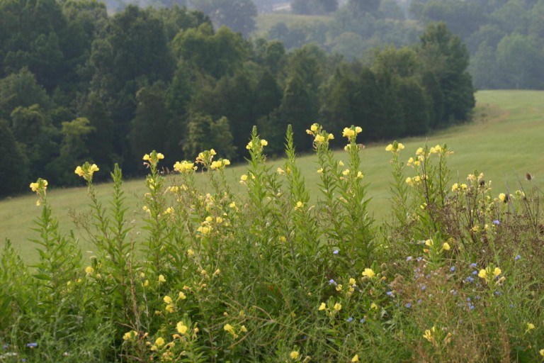Wiesiołek dobry na wszystko - właściwości i zastosowanie