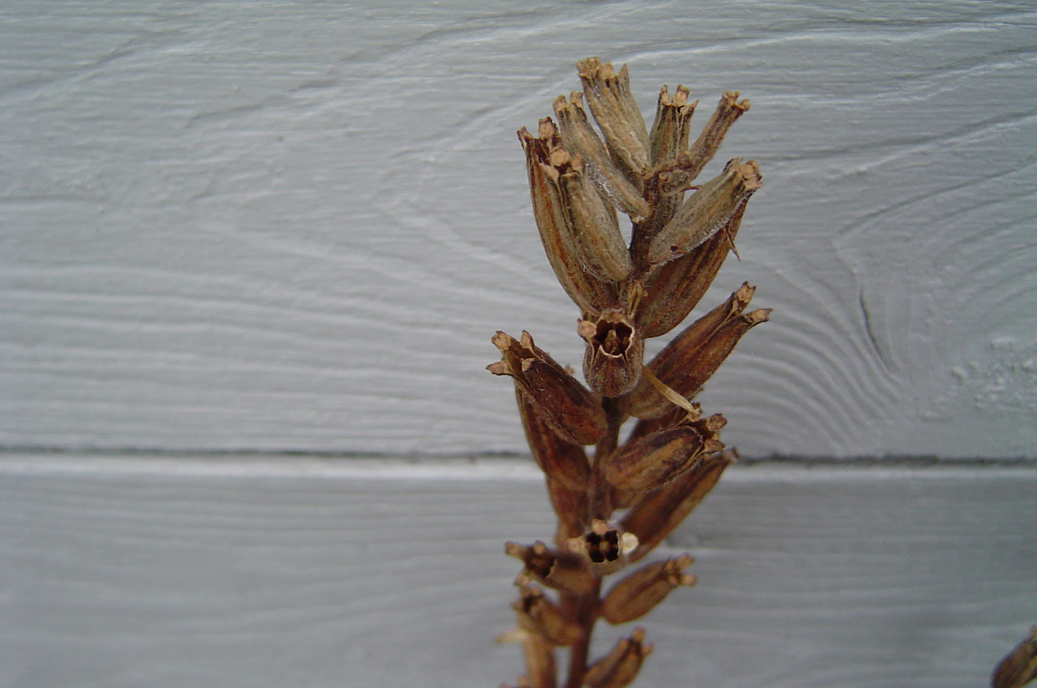 Wiesiołek dobry na wszystko - właściwości i zastosowanie