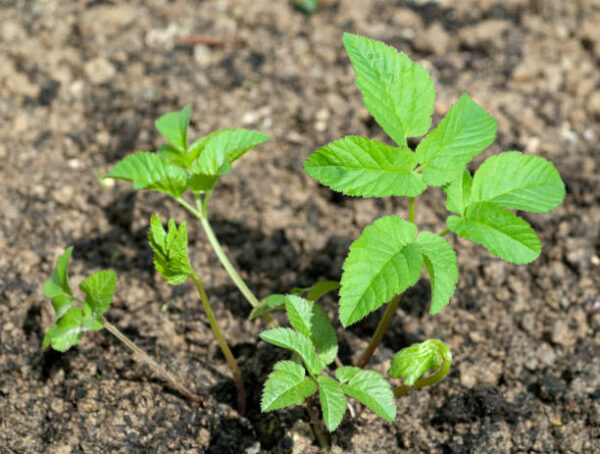 Podagrycznik pospolity w kuchni i ziołowej apteczce - przepisy