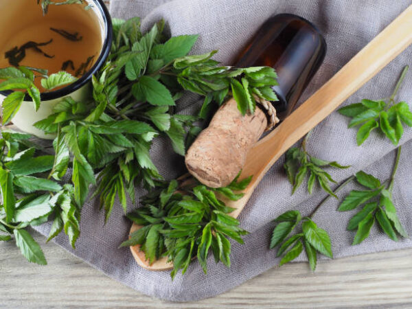 Podagrycznik pospolity w kuchni i ziołowej apteczce - przepisy